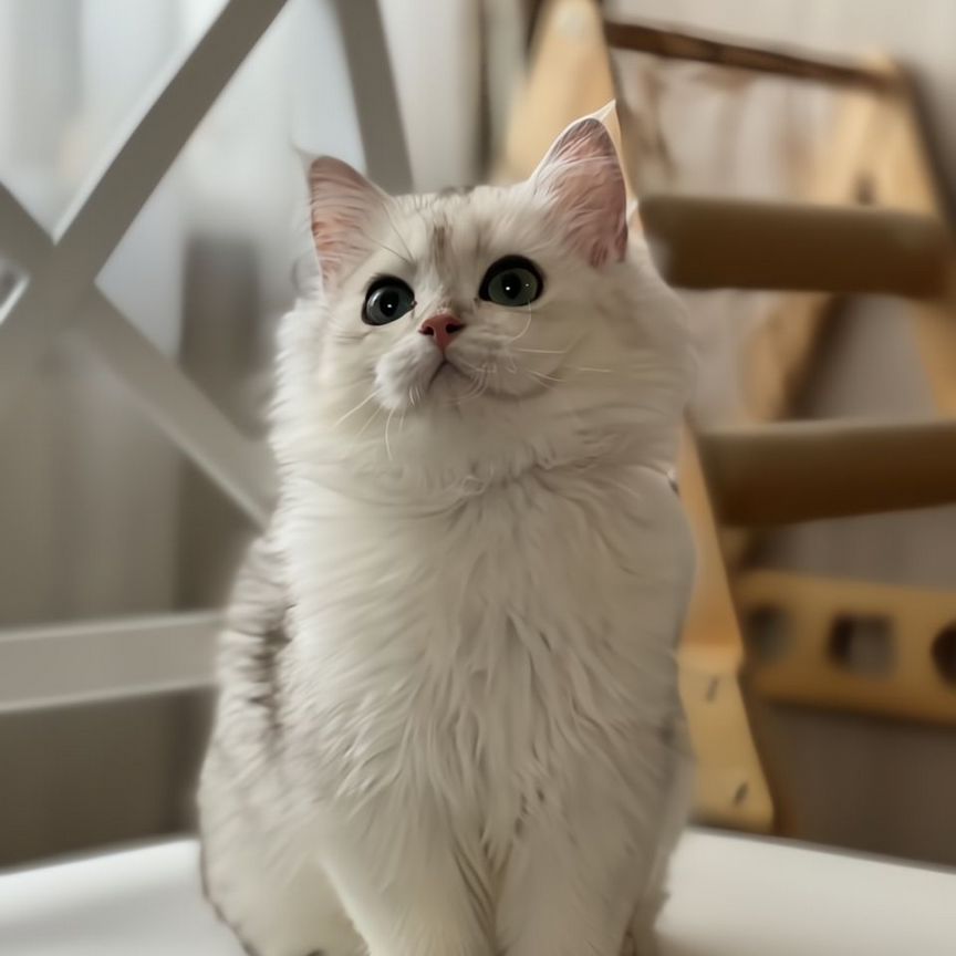 Британский короткошёрстный котёнок