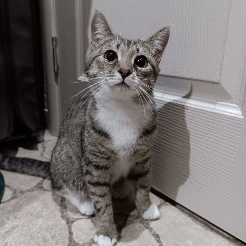 Найден кот