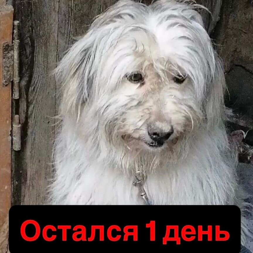 Южнорусская овчарка, взрослая собака