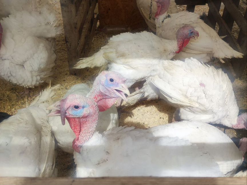 Мясо домашней индейки