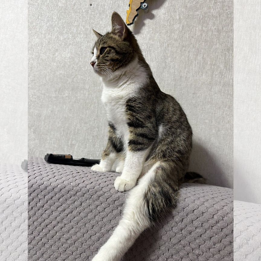 Взрослый кот в добрые руки