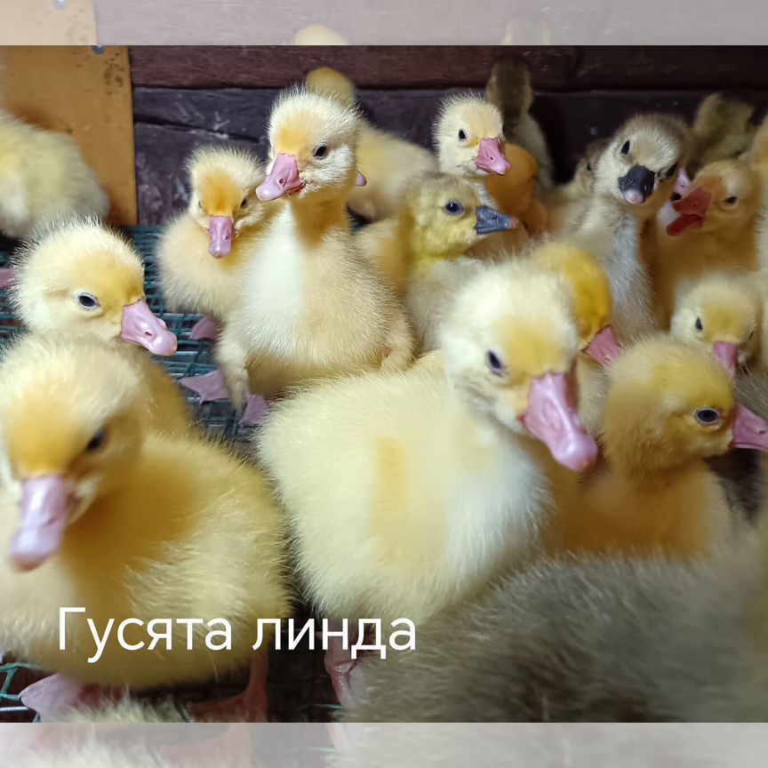 Гусята