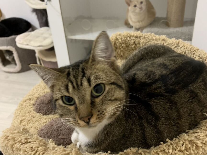 Кошечка Молли в добрые руки