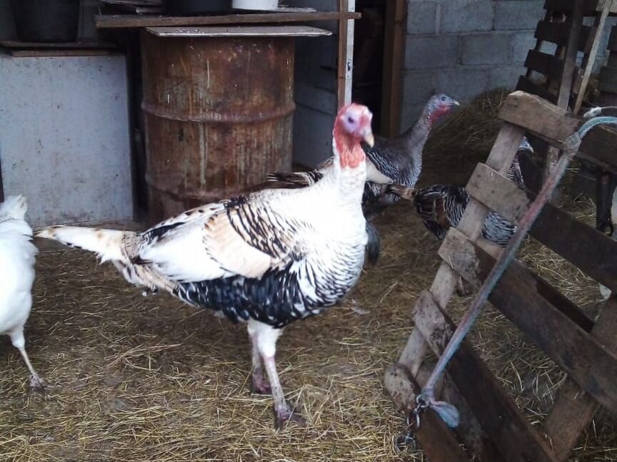 Индюк,с семьями