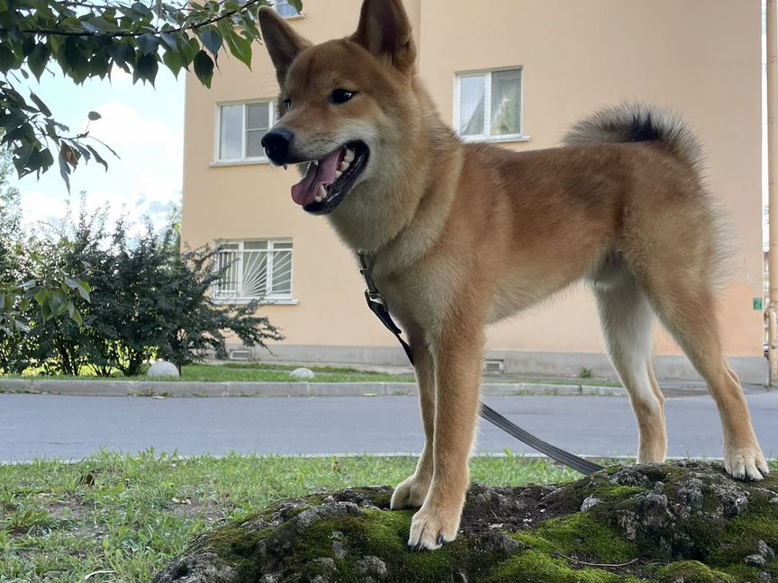 Щенок сиба ину