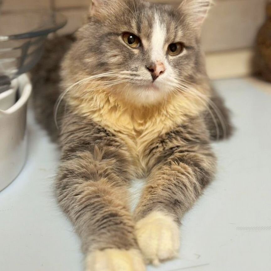 Пушистику нужен дом