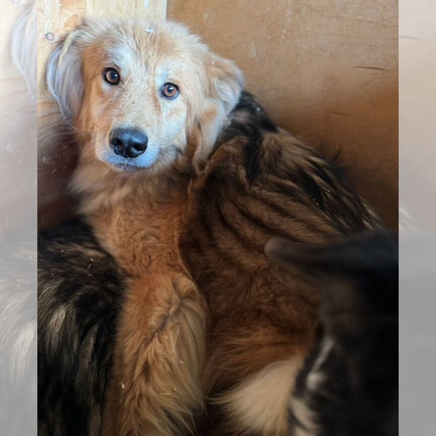 Взрослый пёс в добрые руки