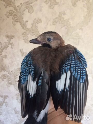 Сойка пересмешница