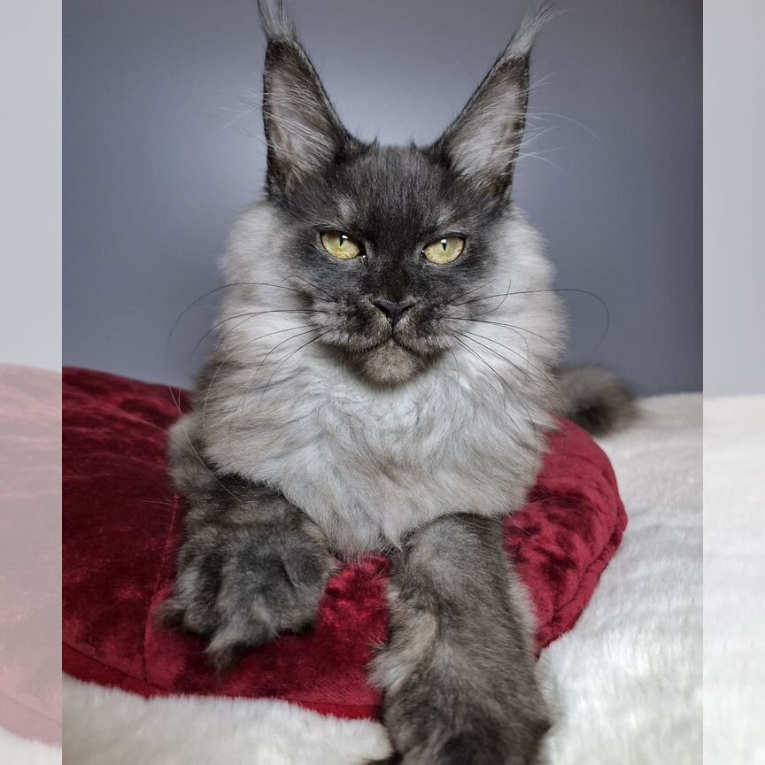 Мейн-кун котёнок