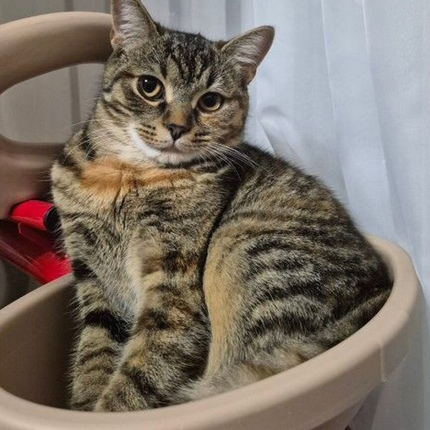 Взрослая, кошка в добрые руки