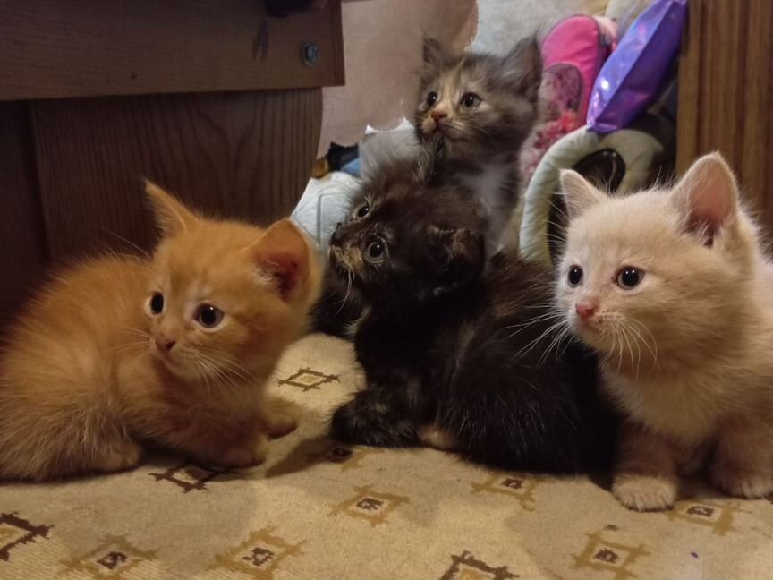 Котята