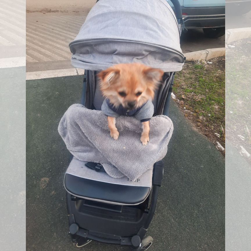 Вязка чихуахуа мальчик