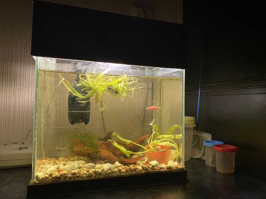 Аквариум с рыбками. Бронь до воскр 17.00