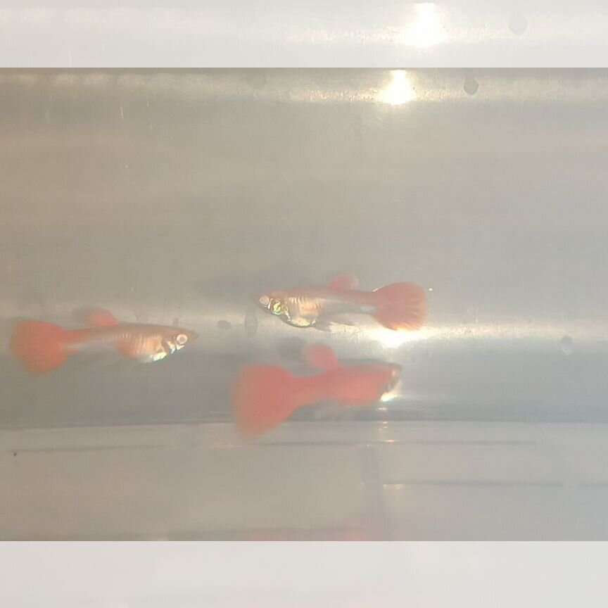 Гуппи фул ред альбино