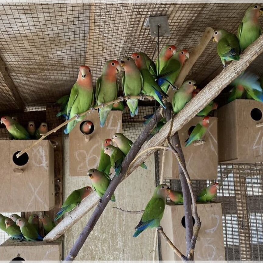 Попугаи неразлучники