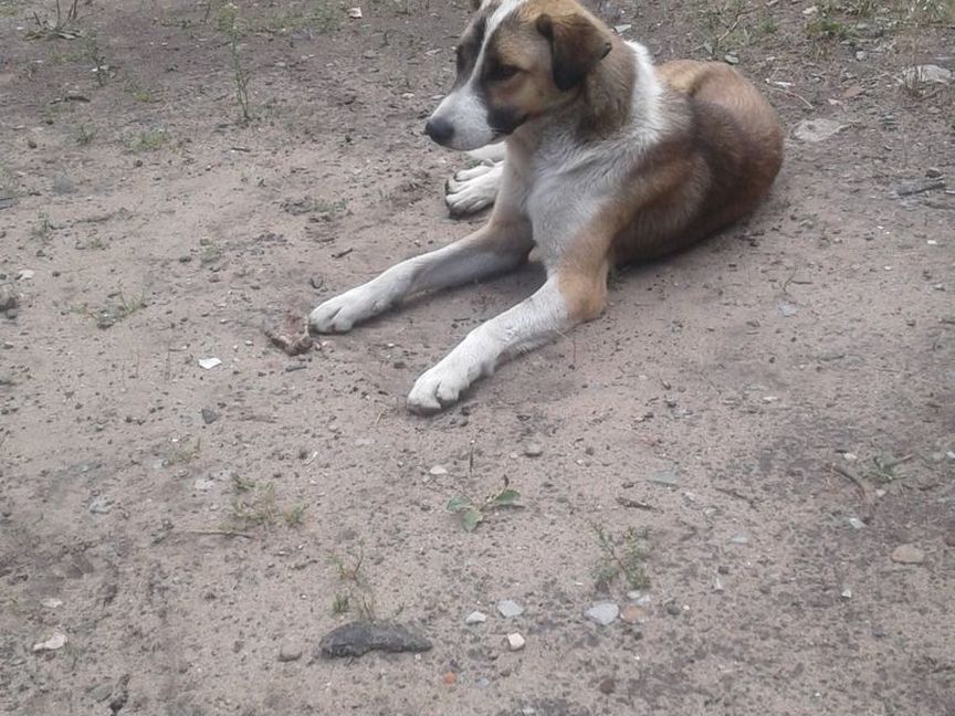 Пристройство собаки