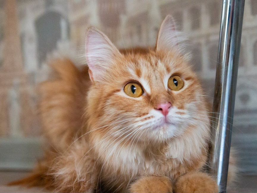 Ириска в добрые руки