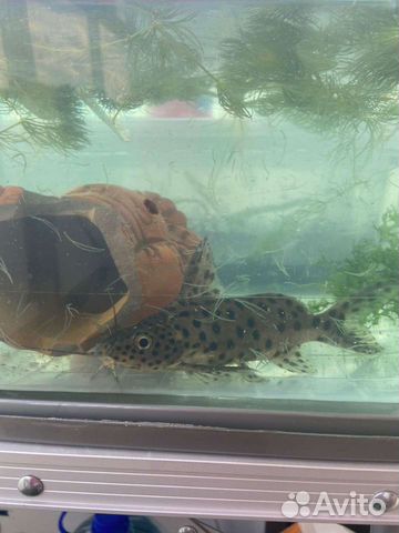 Сом кукушка