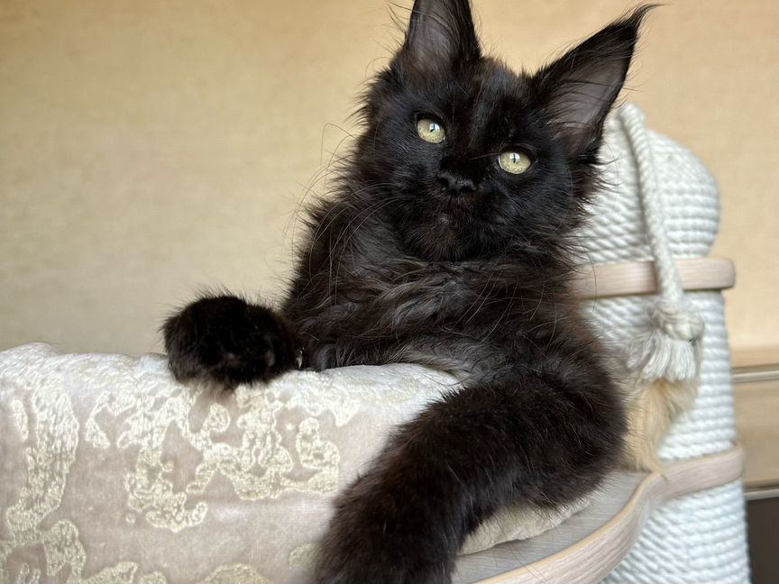 Котята мейн-кун мальчики