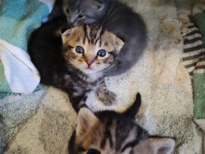 Котенок в дар бесплатно