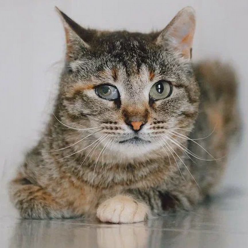 Взрослая кошка в добрые руки