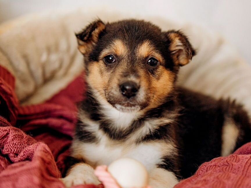 Шелли ищет дом