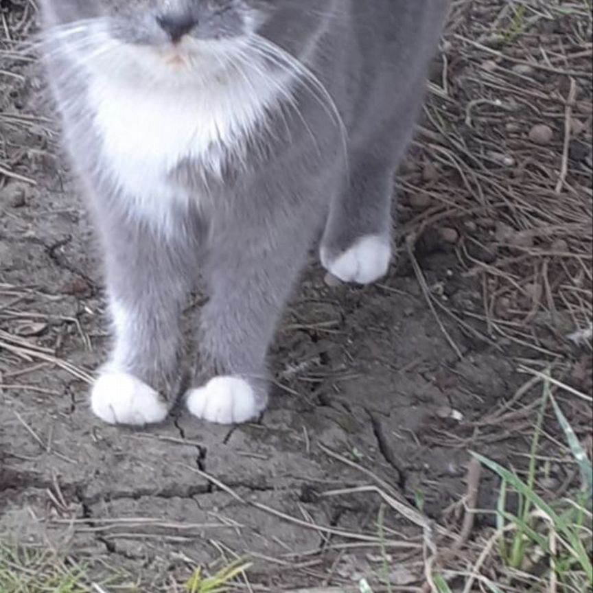 Котик