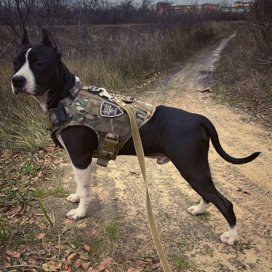 Американский стаффордширский терьер, щенок