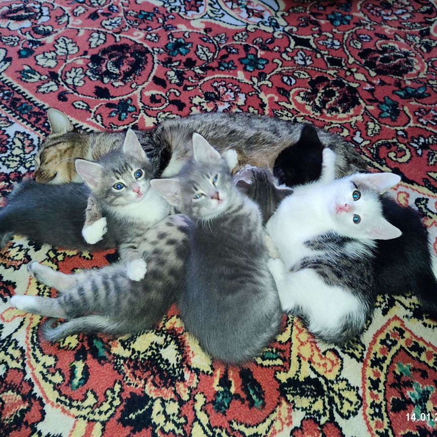 Котята