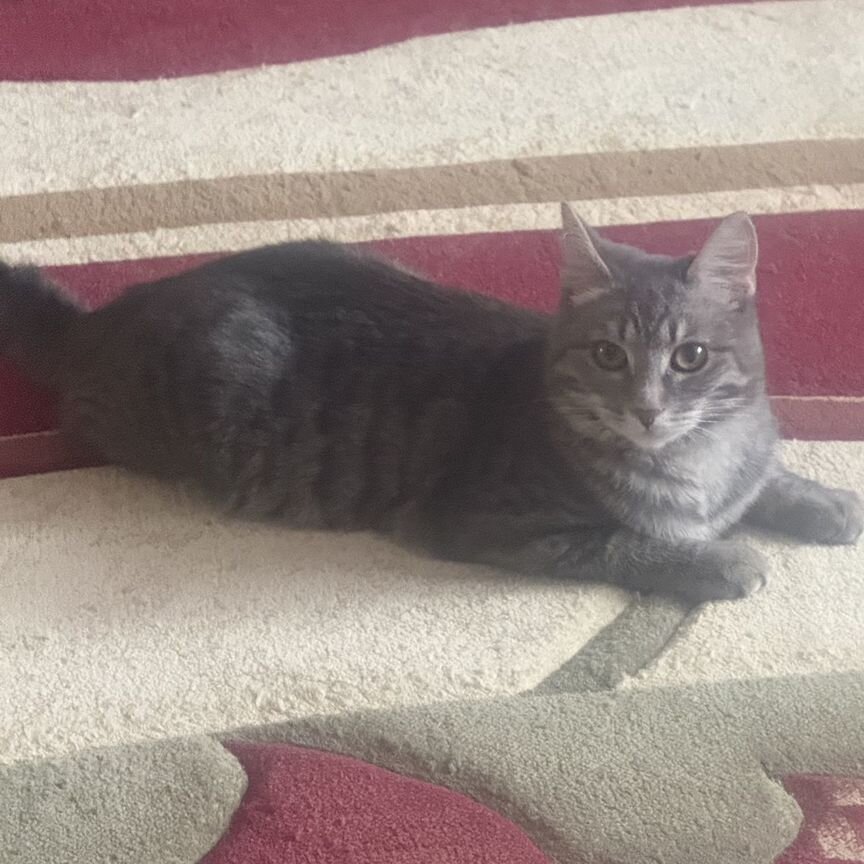 Эгейская, взрослая кошка