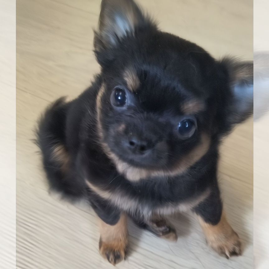 Чихуахуа, щенок