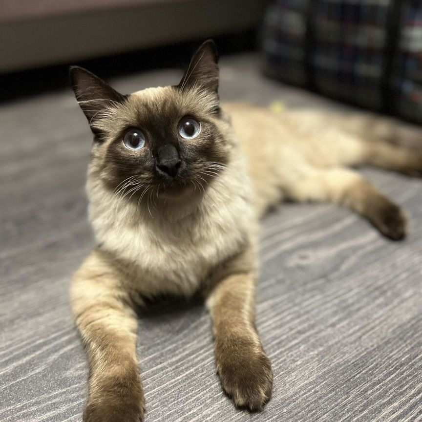 Тайский кот