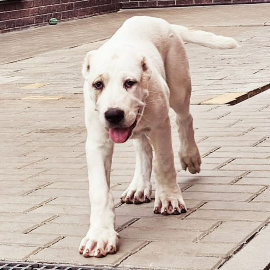 Щенки азиатики