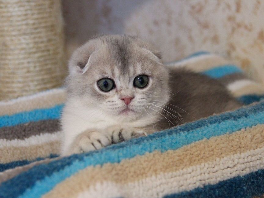 Сникерс - голубой золотой котик