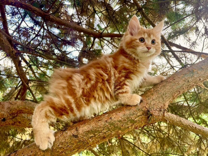 Кот красный мраморный из питомника