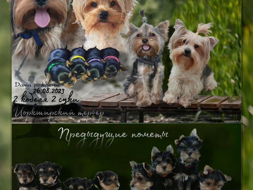 Щенки йоркширского терьера