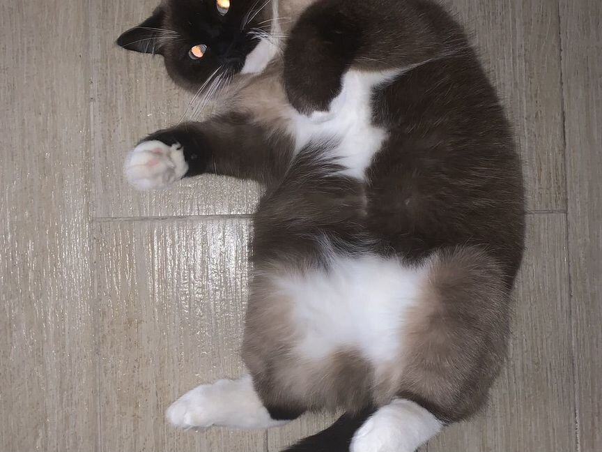 Кошка в дар бесплатно