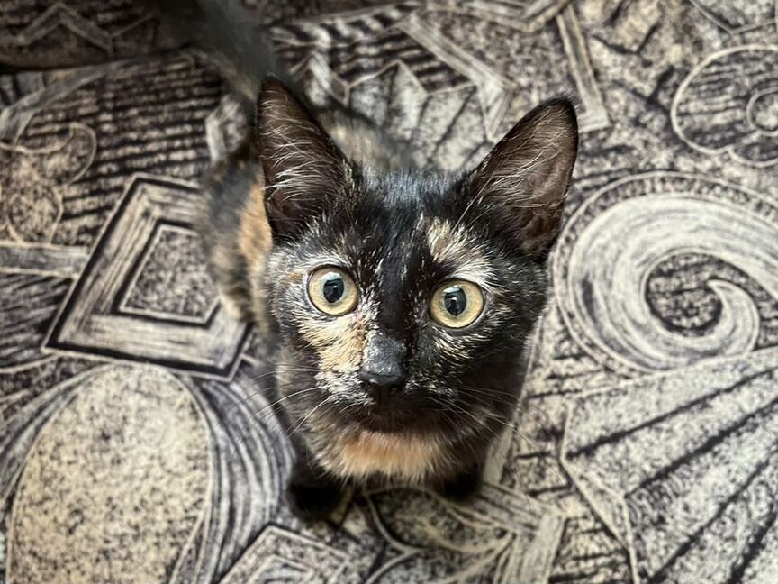 Кошечка 2.5 месяца