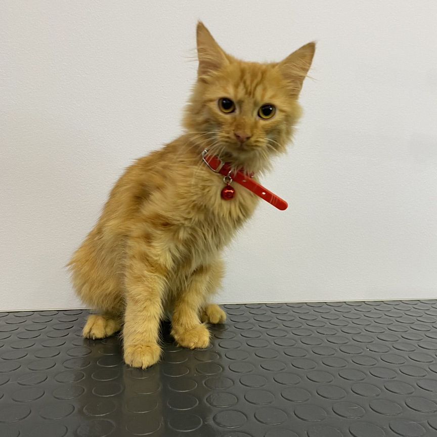 Котенок мальчик рыжий Мишка