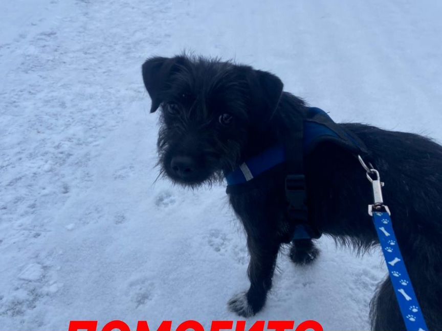 Метис