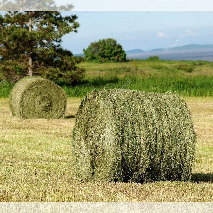 Сено в тюках