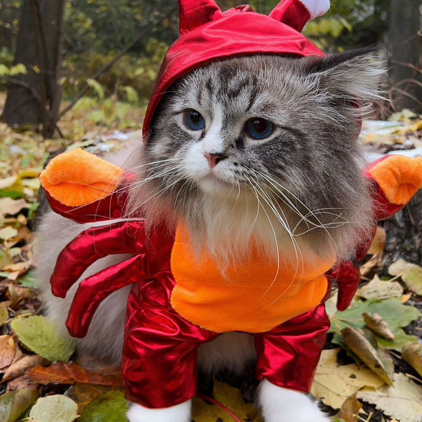 Костюм для кота или собаки