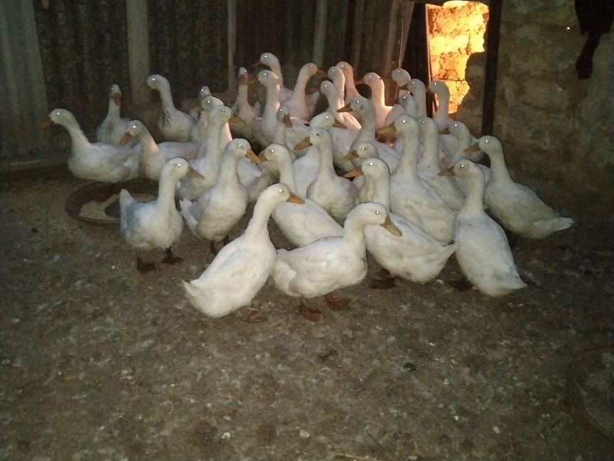 Утки живым весом, тушки