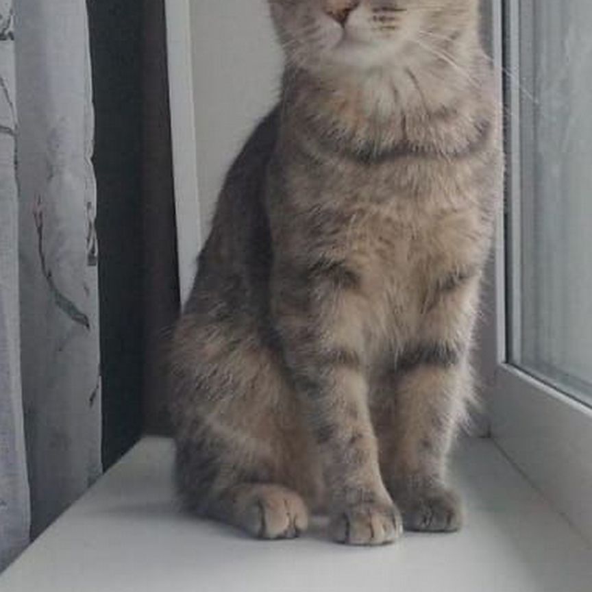 Взрослая кошка от частного владельца