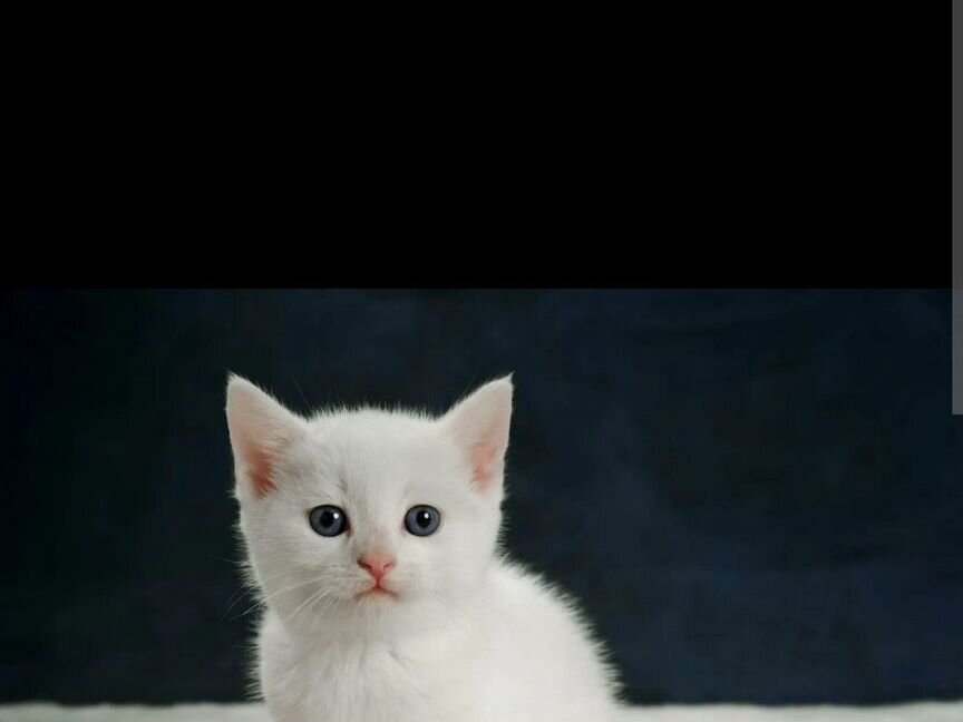 Ищу котенка белого (срочно)