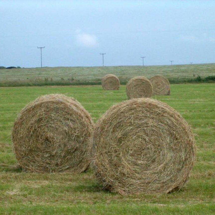 Сено в рулонах