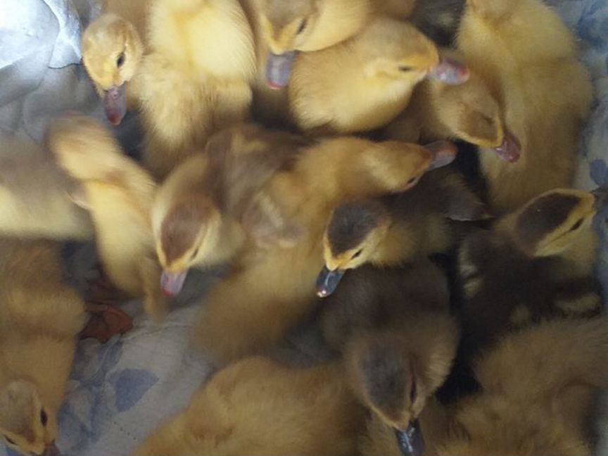 Продам индоутят