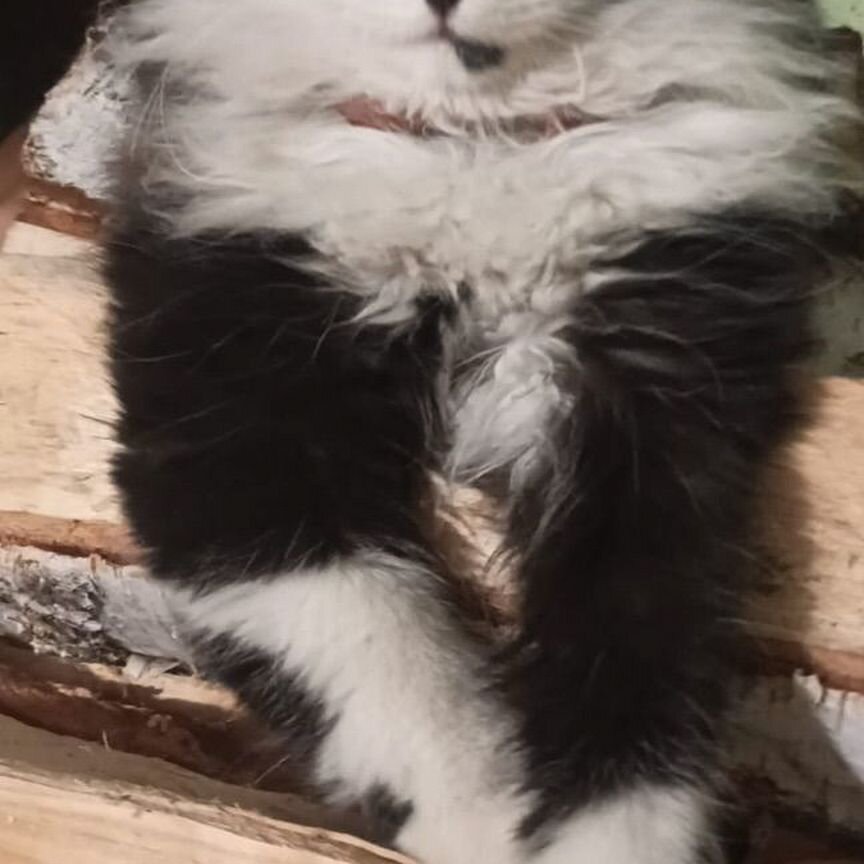 Отдам в хорошие руки