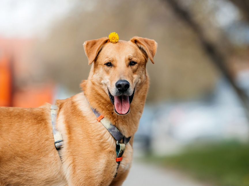 Собака из приюта в добрые руки. Банни ищет дом