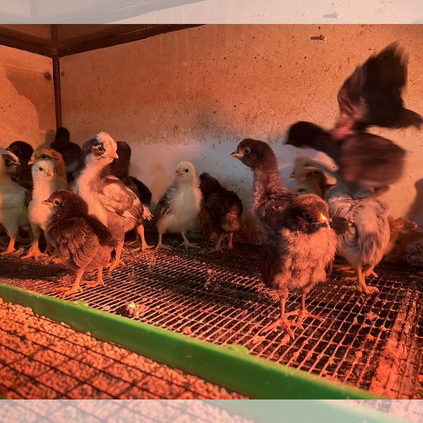 Продам цыплят